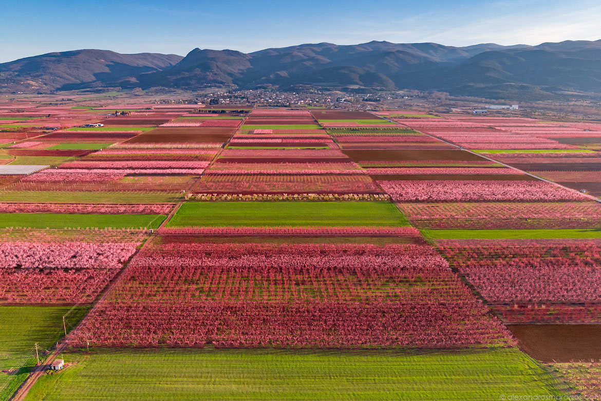 Trump Tariffs Crippling to World's Largest Peach Exporter - The Pappas Post
