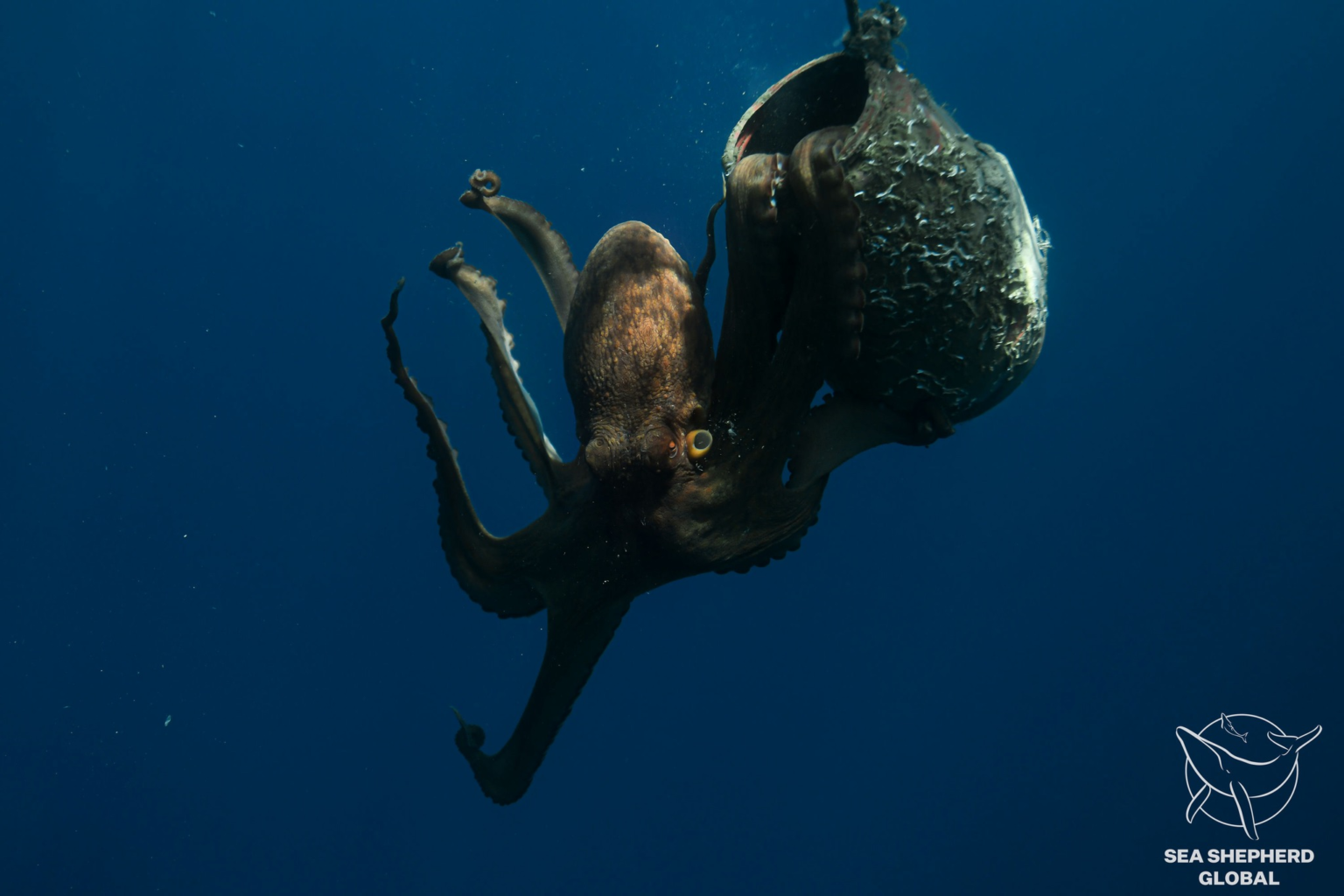 Illegal Octopus Traps in Greece Wreaking Havoc With Ecosystem - The ...