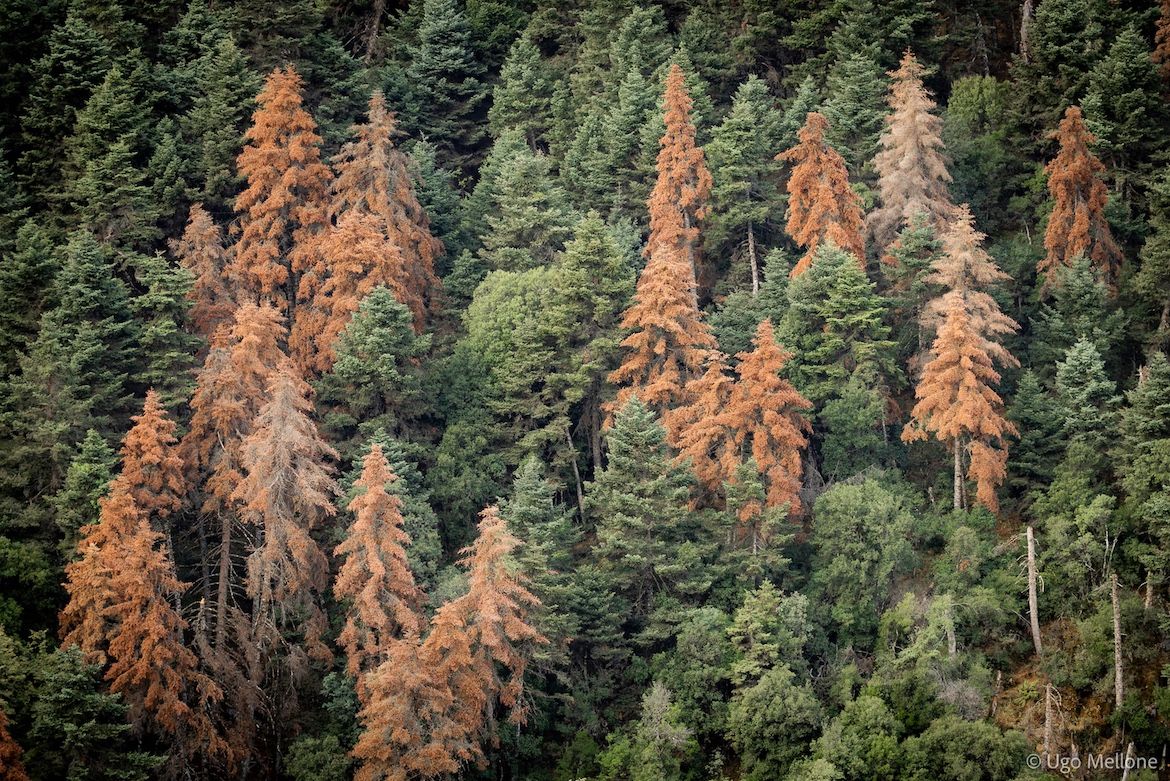 Report: Greece's Millenia-Old Fir Trees at Risk - The Pappas Post